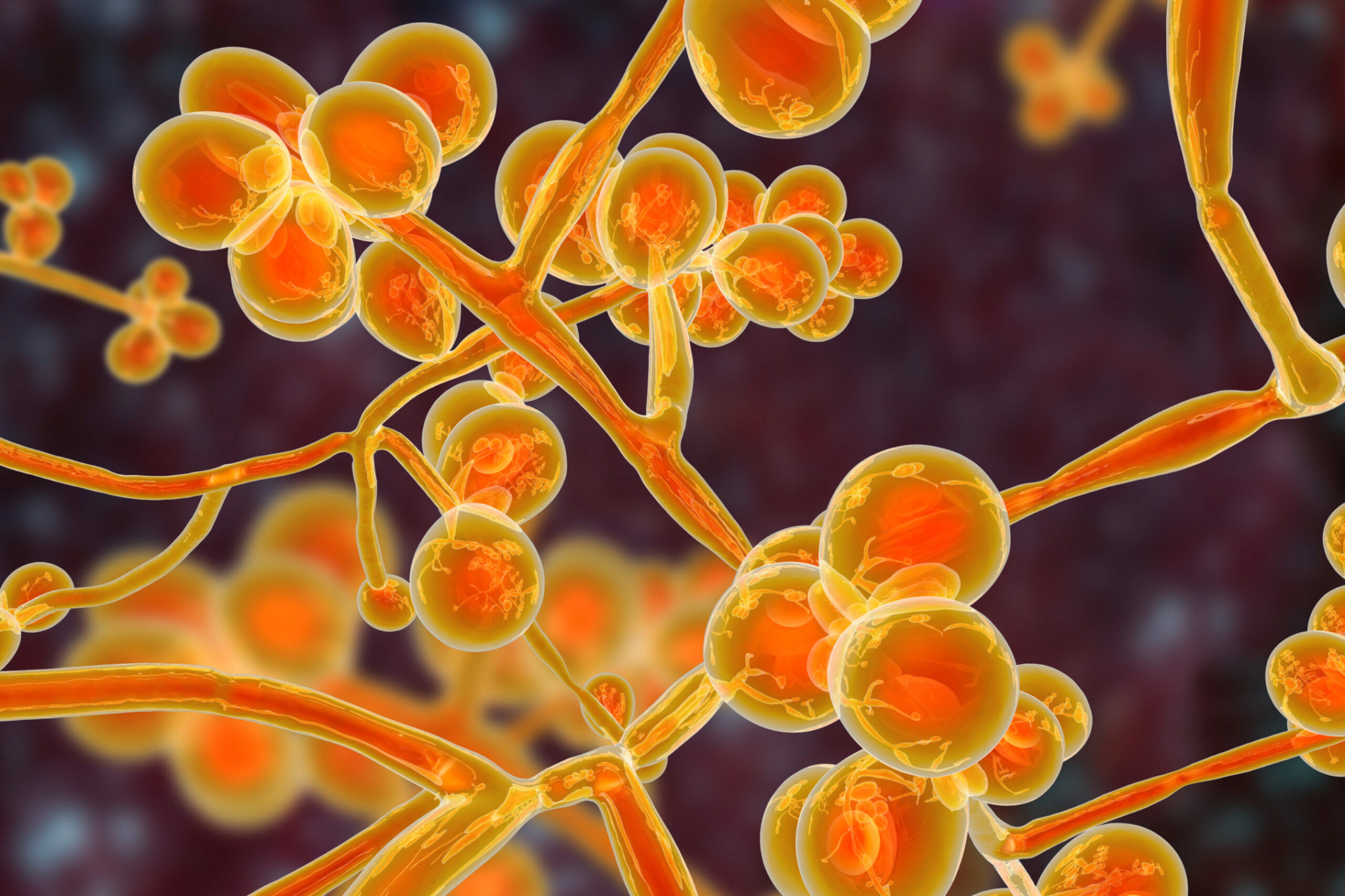 CDC: Candida auris Spreading at ‘Alarming’ Rate | Clinician.com