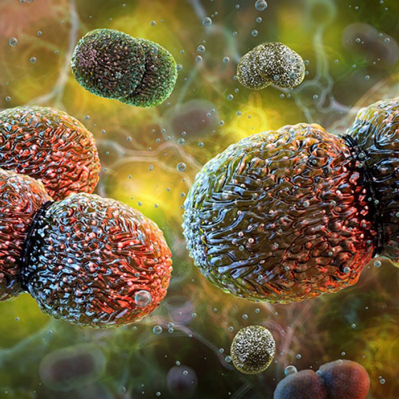 enterococcus faecium