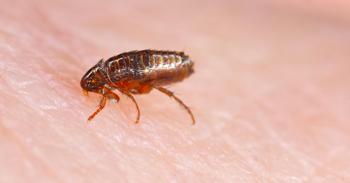 Fleas, Typhus, and Texas | Clinician.com